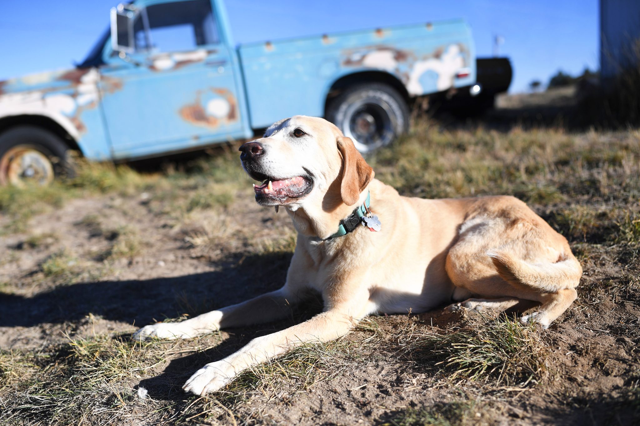 Available Dogs - Rocky Mountain Lab Rescue