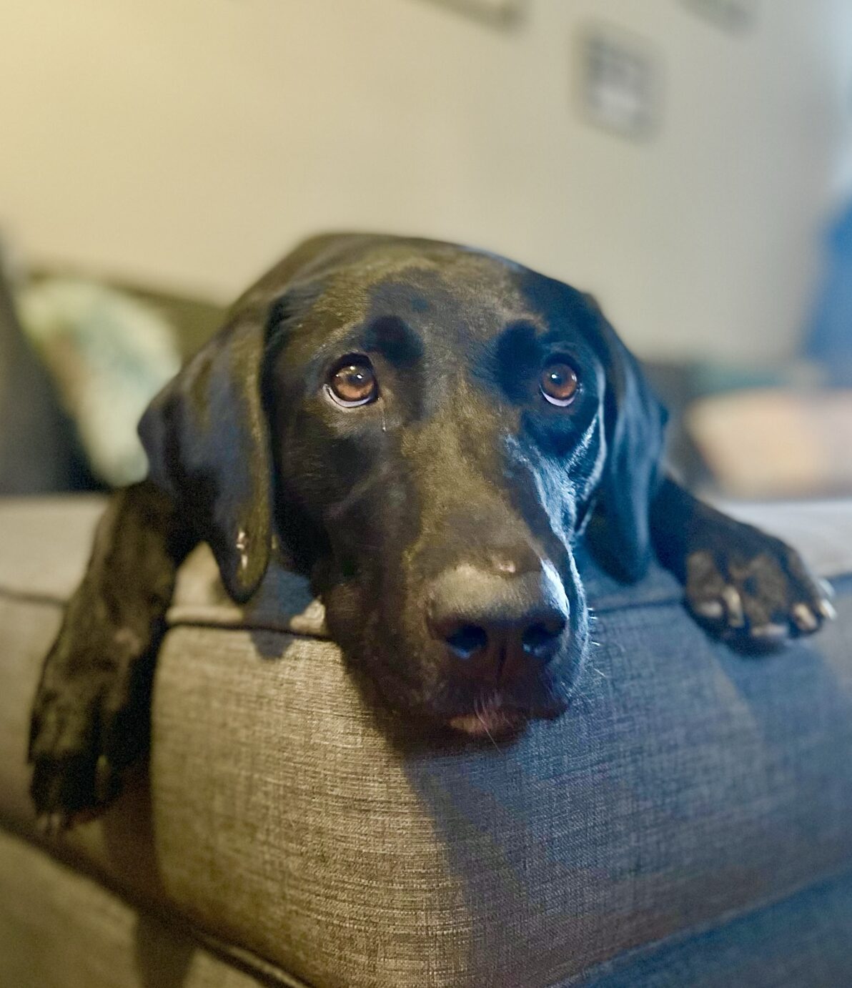 Rocky Mountain Lab Rescue