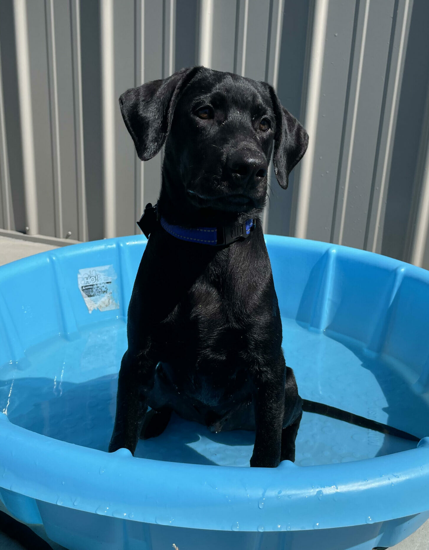 Rocky Mountain Lab Rescue