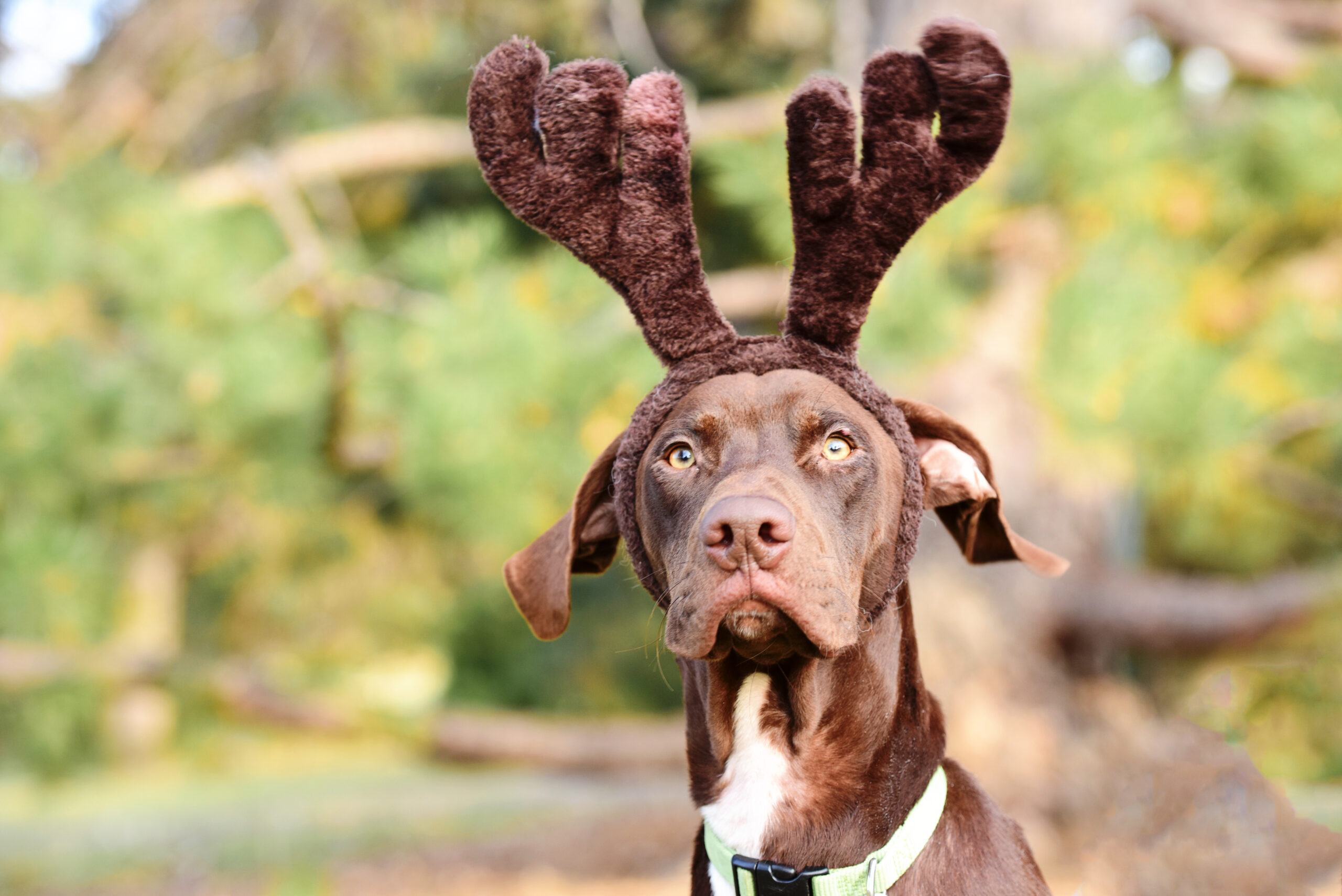 Rocky Mountain Lab Rescue