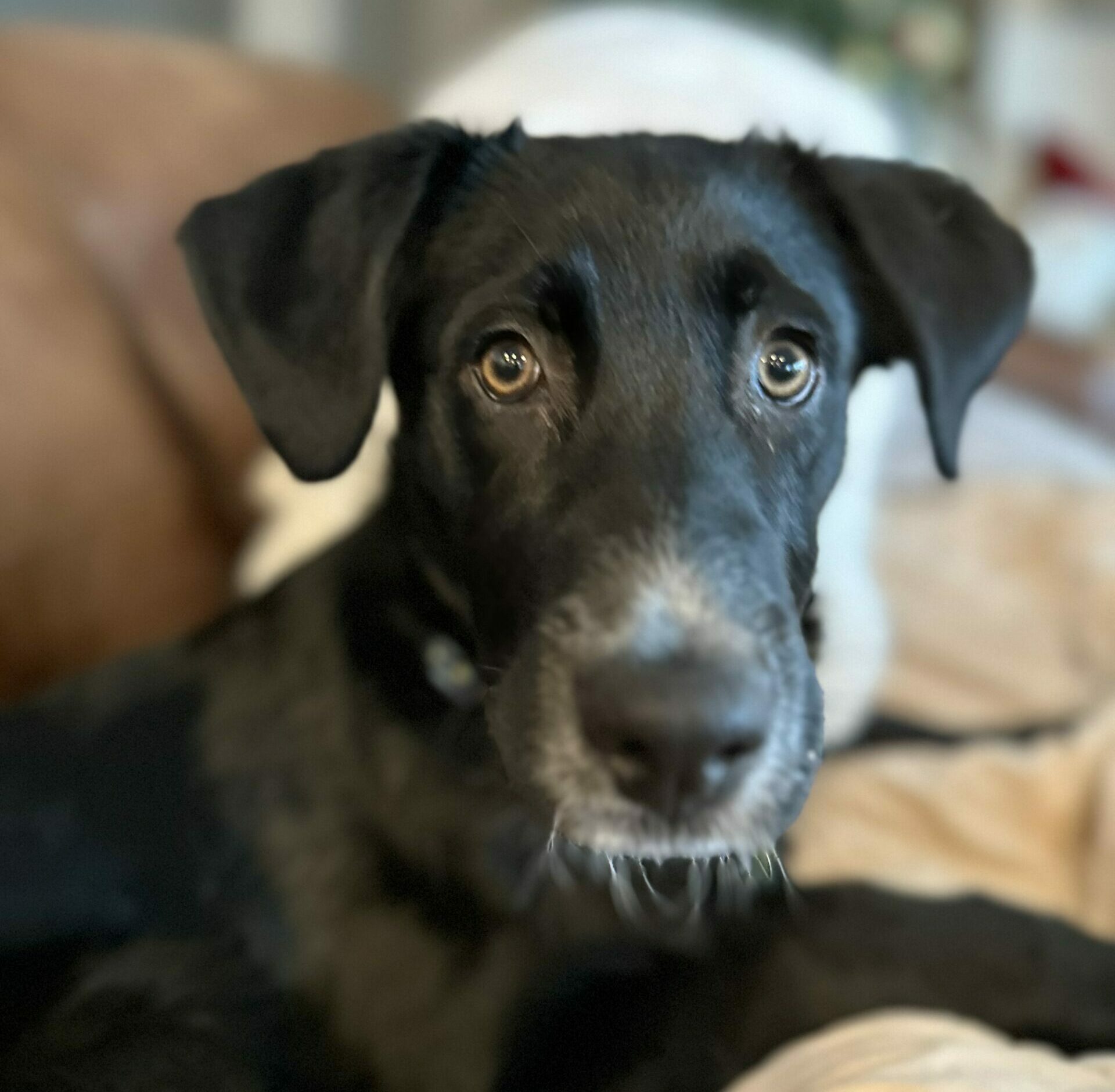 Rocky Mountain Lab Rescue