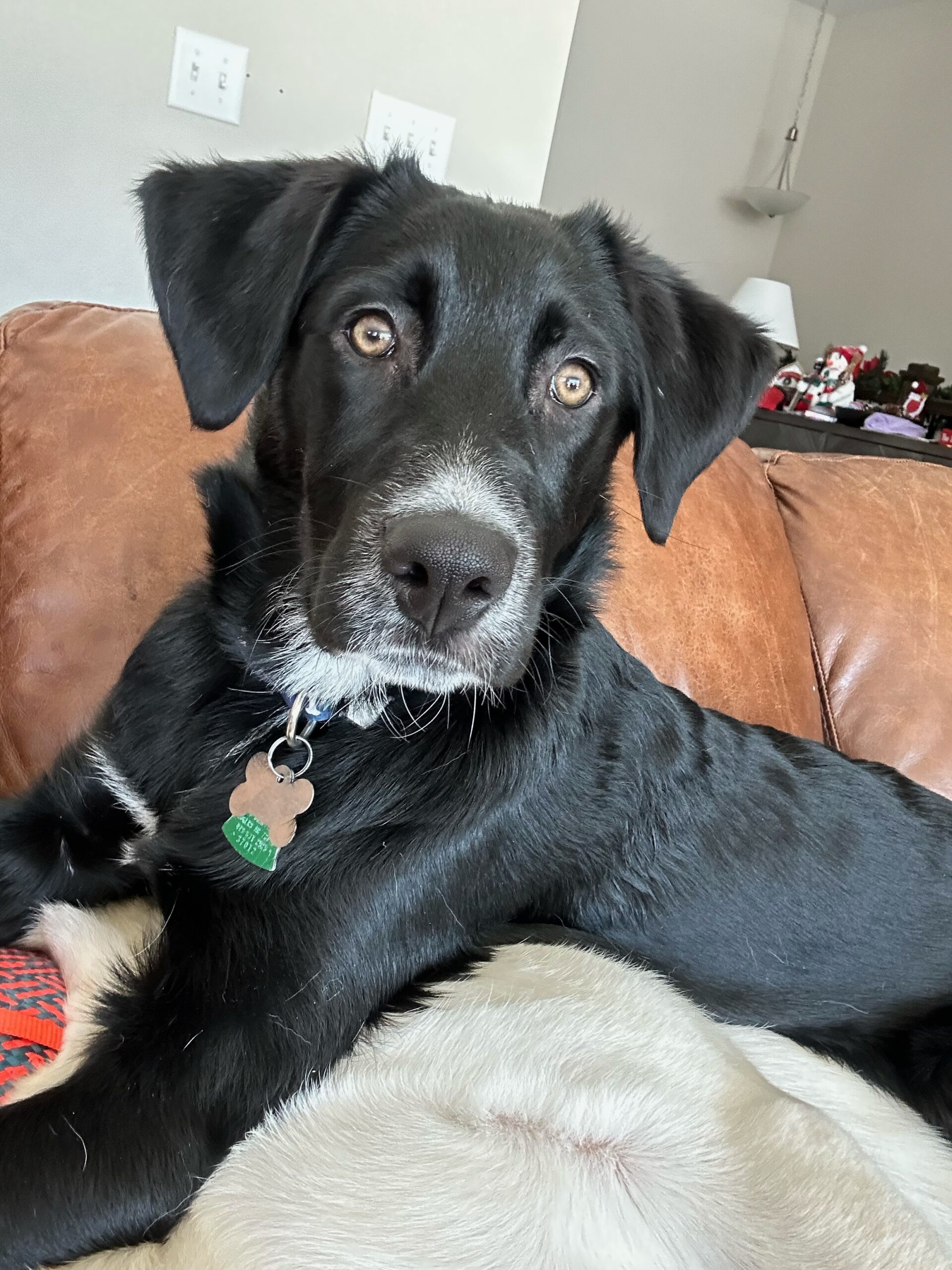 Rocky Mountain Lab Rescue