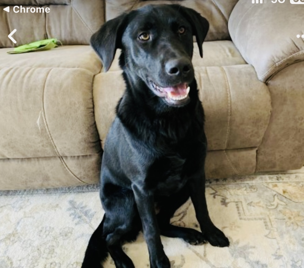 Incoming Dogs - Rocky Mountain Lab Rescue