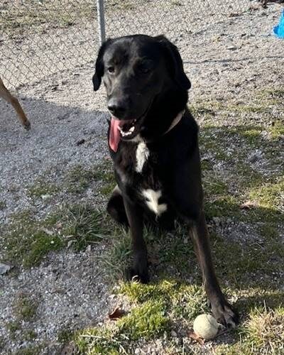 Incoming Dogs - Rocky Mountain Lab Rescue
