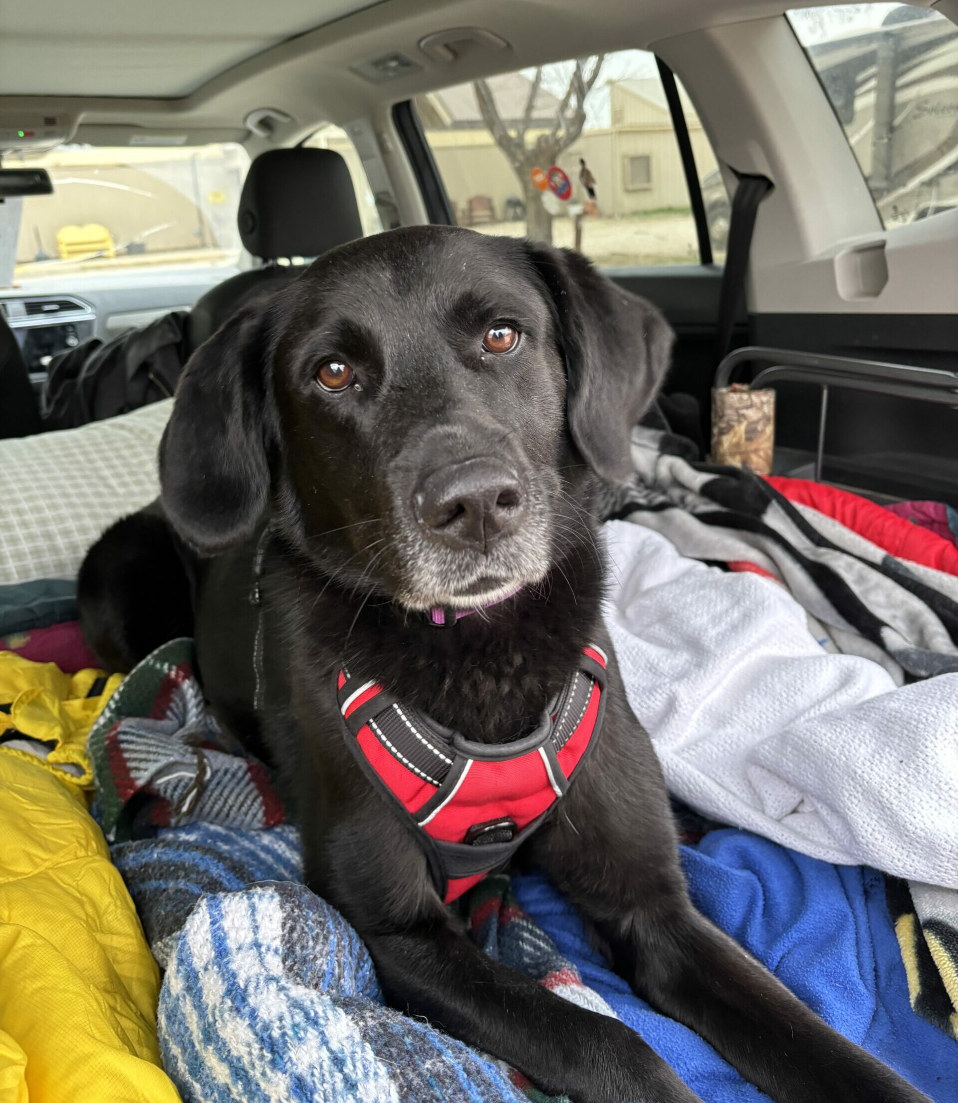 Rocky Mountain Lab Rescue