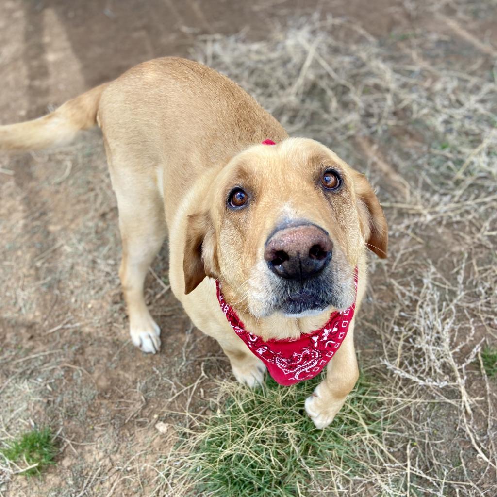 Crosspost Dogs - Rocky Mountain Lab Rescue