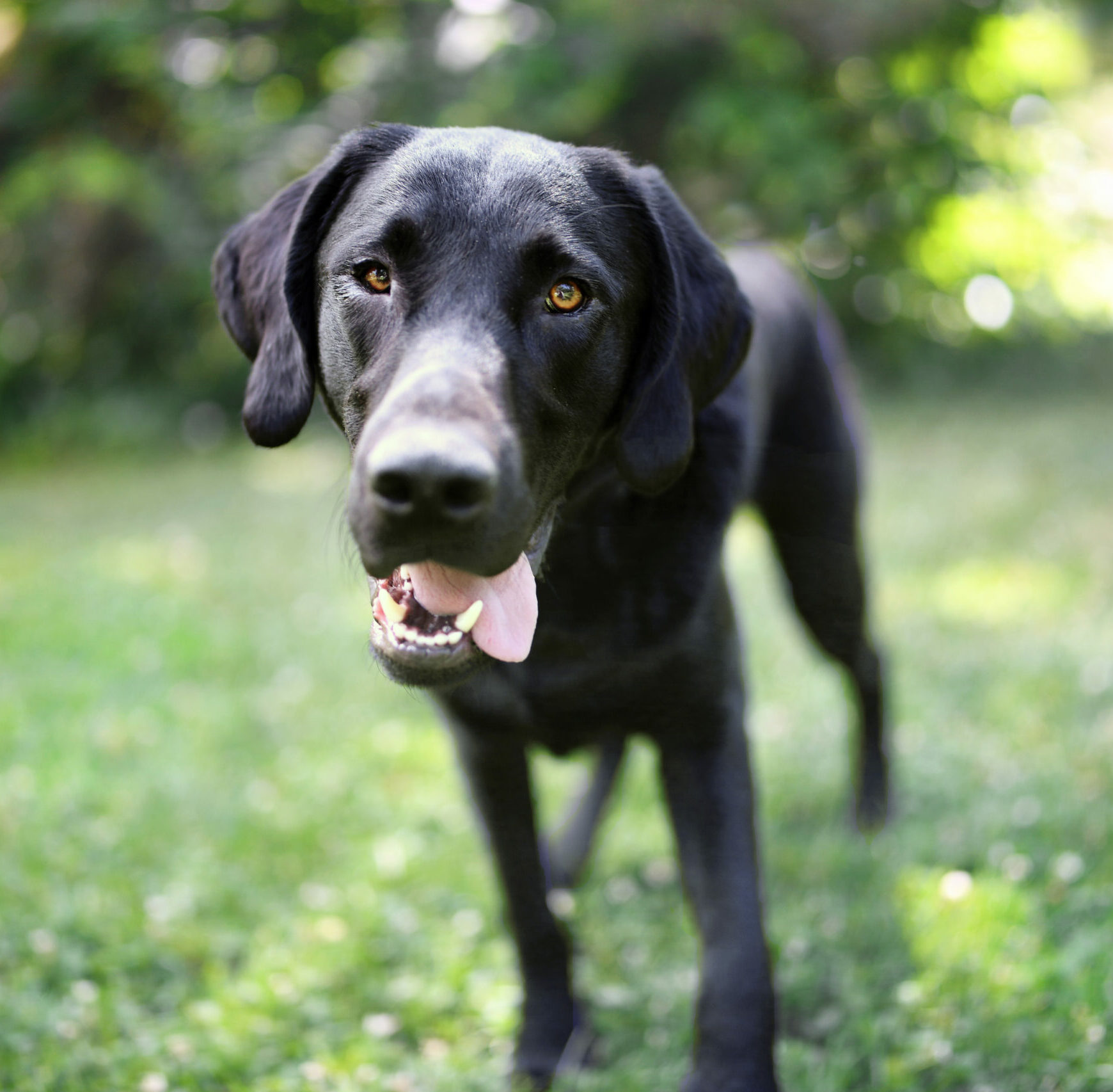 Rocky Mountain Lab Rescue