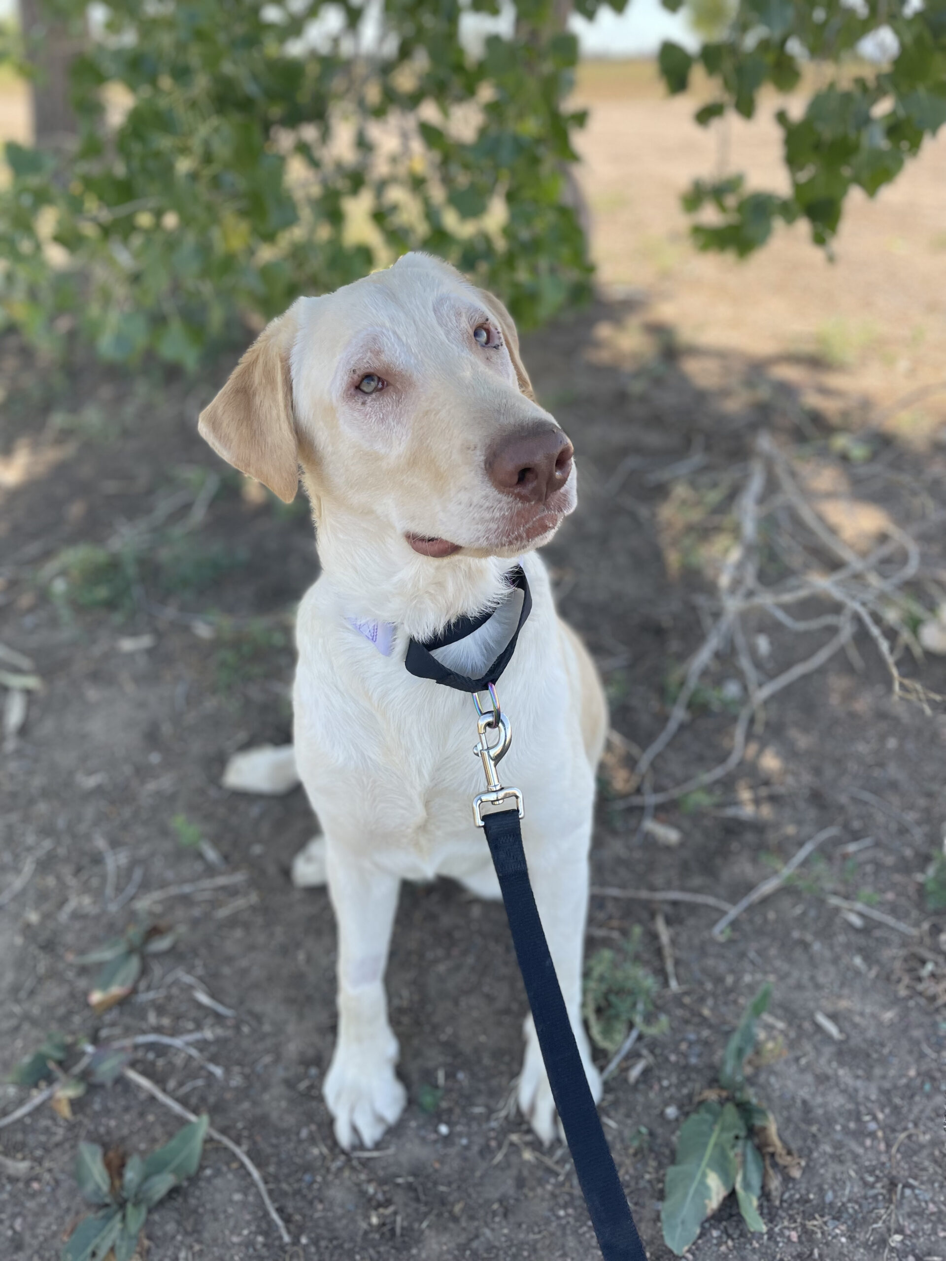 Rocky Mountain Lab Rescue