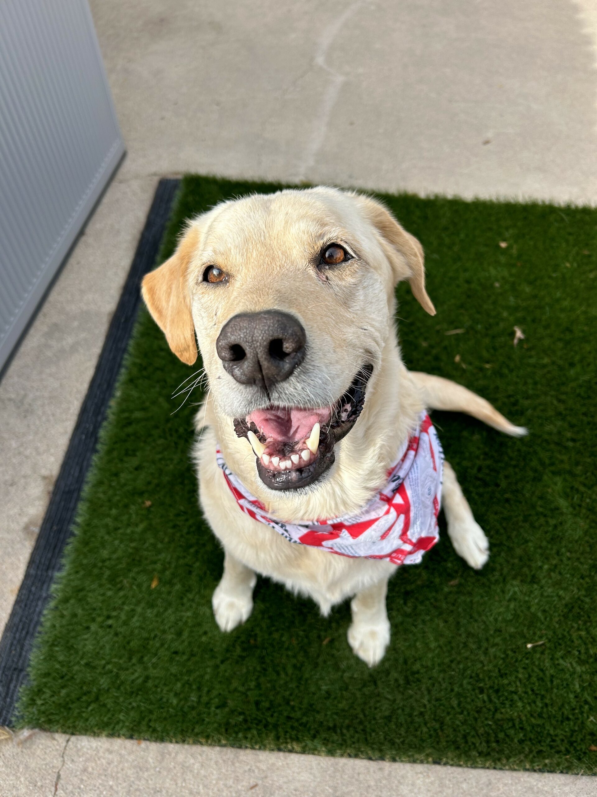 Available Dogs - Rocky Mountain Lab Rescue