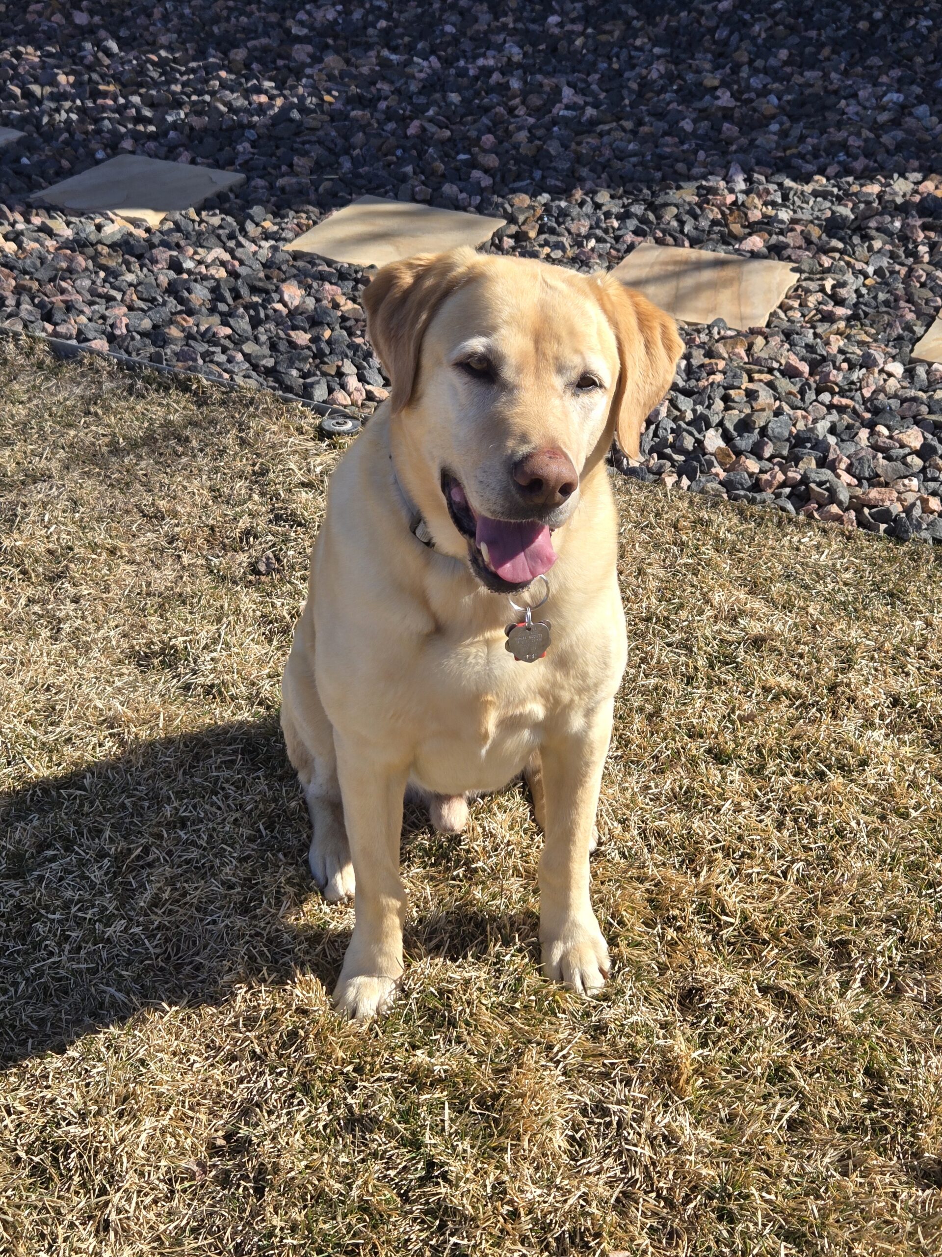Rocky Mountain Lab Rescue
