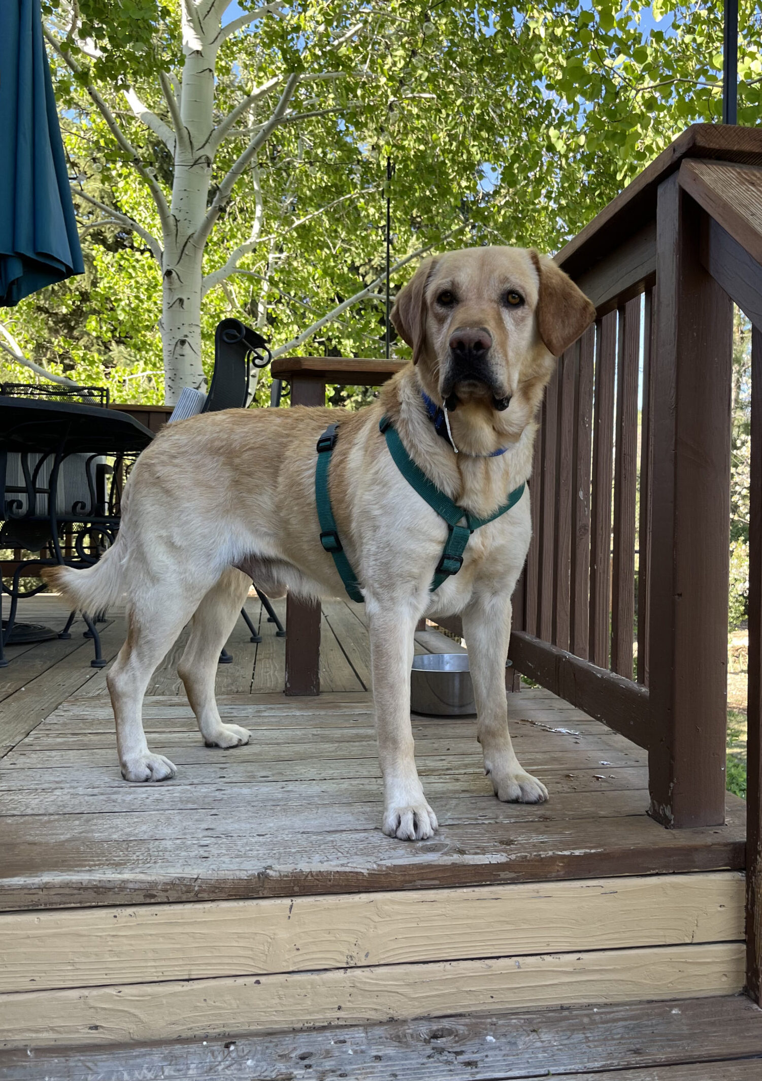 Available Dogs - Rocky Mountain Lab Rescue